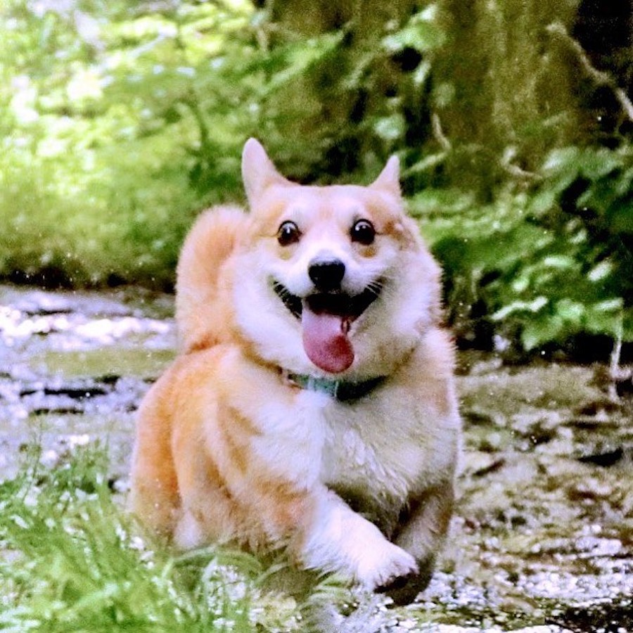 Gen The Corgi – celebridad de Instagram – FB Viral News