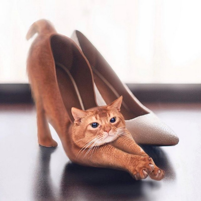 Ronald Ong retoca animales con Photoshop para hacerlos raros, porque ...