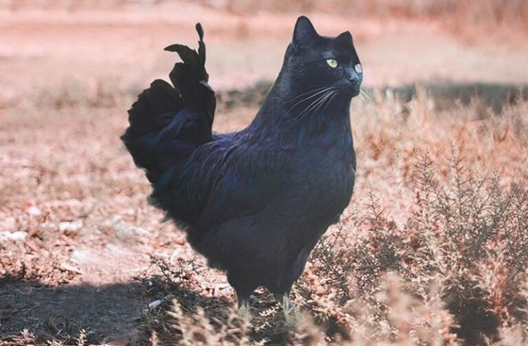 Ronald Ong retoca animales con Photoshop para hacerlos raros, porque ...